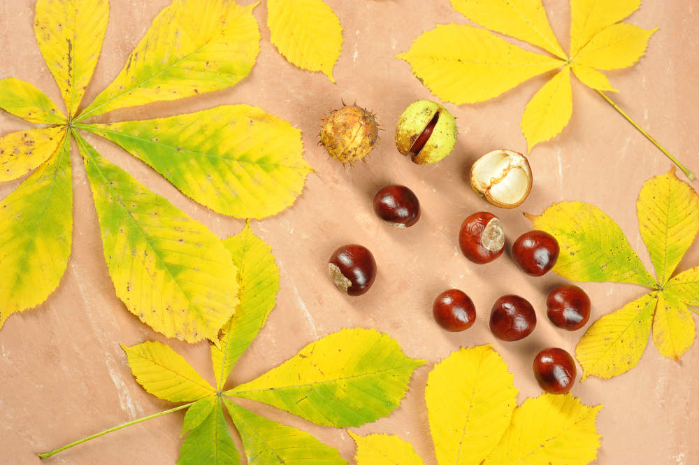 Crema de castane: Soluția naturală pentru sănătatea venelor și ...